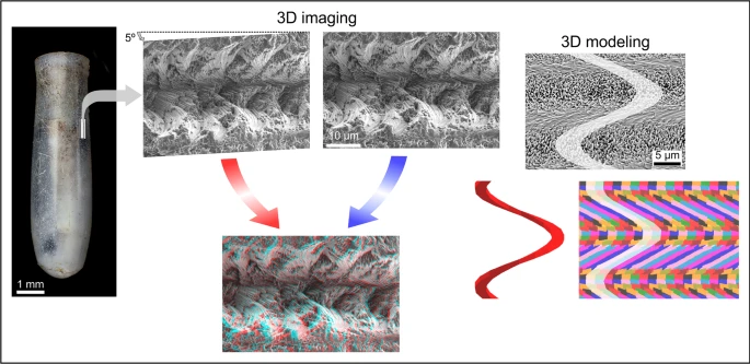 Helical crystals in the shells of sea butterflies and adaptation to ...